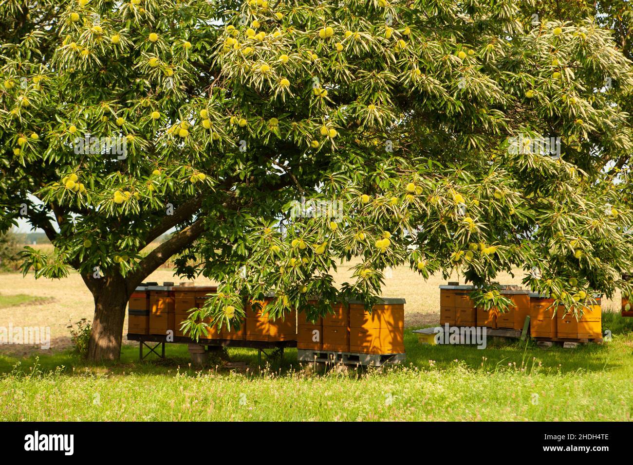 beehive, beekeeping, beehives, apiculture Stock Photo - Alamy