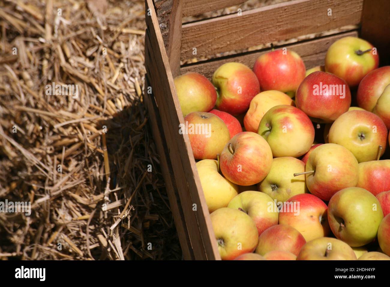 fruit, apple, fruit crate, fruits, apples, fruit crates Stock Photo - Alamy