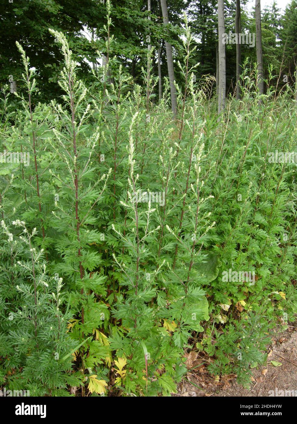 wormwood, artemisia absinthium, artemisia vulgaris, mugwort, wormwoods ...