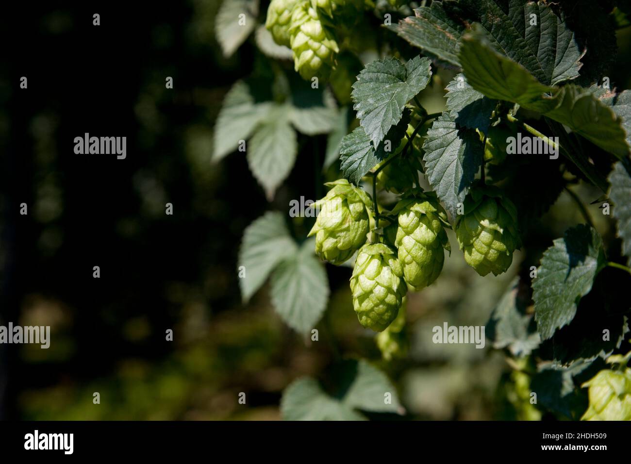 Hop vine vines hi-res stock photography and images - Alamy