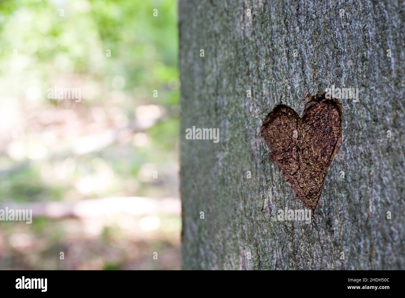 tree trunk, heart, loving, trunks, hearts, romance Stock Photo - Alamy