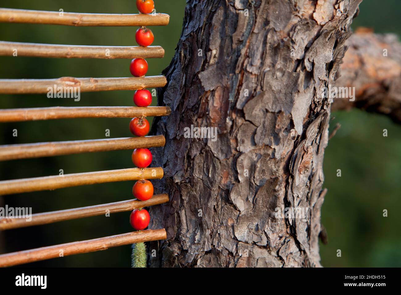 Rowan tree bark hi-res stock photography and images - Alamy