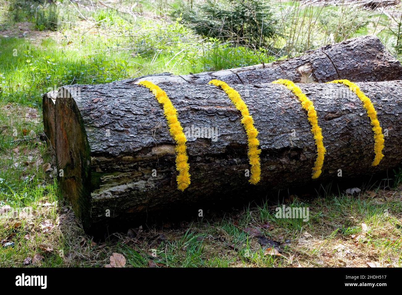 tree trunk, natural art, trunks Stock Photo - Alamy