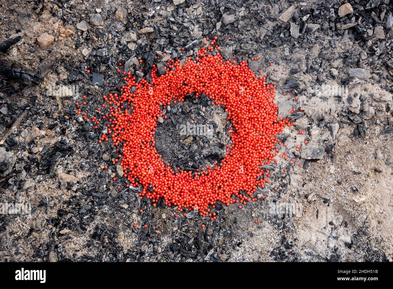 colors & shapes, circular, natural art, colors and shapes, circulars ...