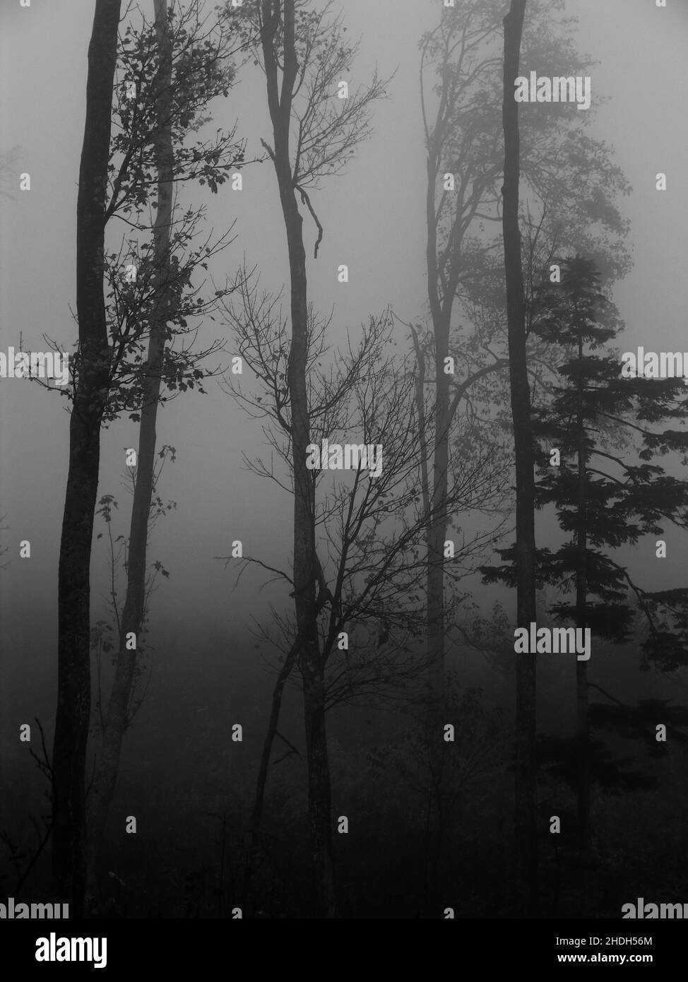 twilight, fog, twilights, fogs Stock Photo - Alamy