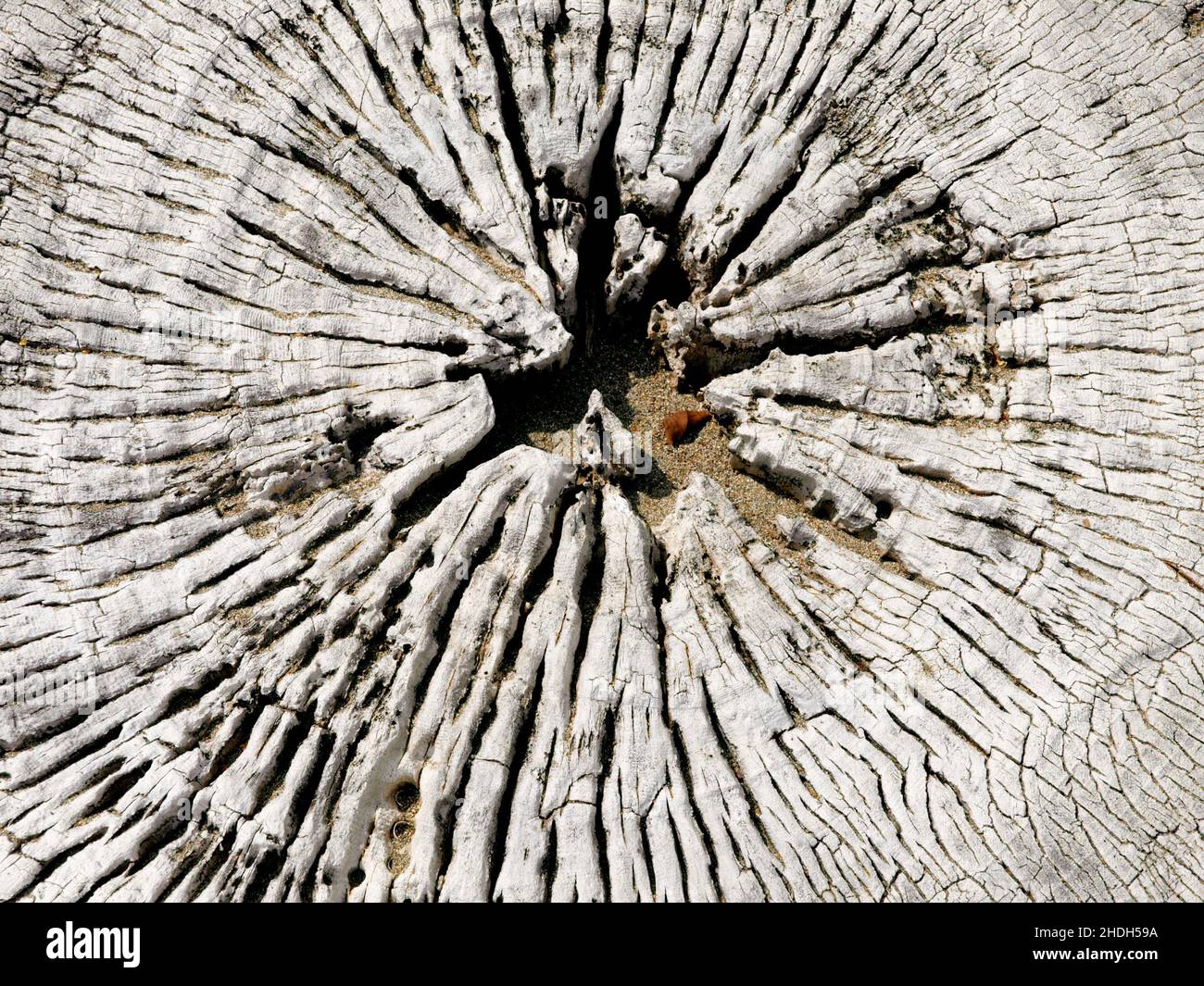 structure, tree stump, annual rings, structures, tree stumps, annual ...