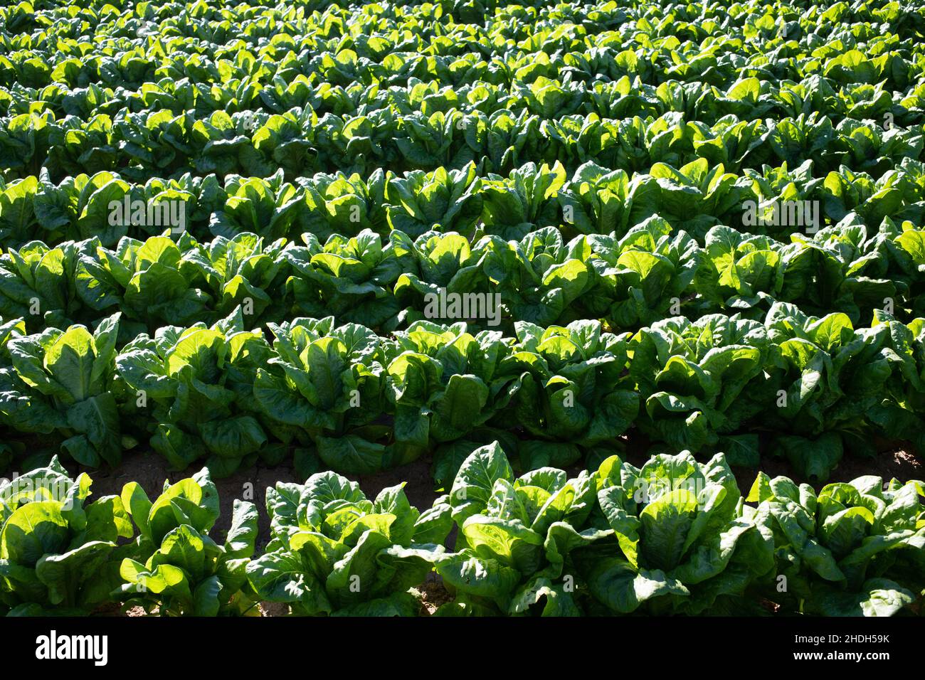 vast field of spinach plantation Stock Photo - Alamy