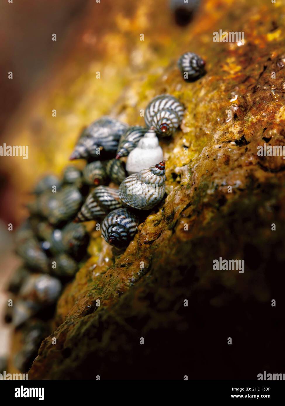 mussel, snail-shell, mussels, snail-shells Stock Photo - Alamy