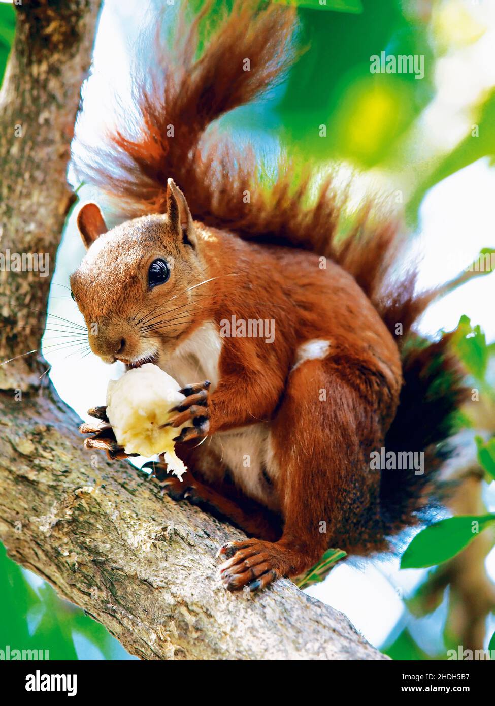 Andean squirrel hi-res stock photography and images - Alamy