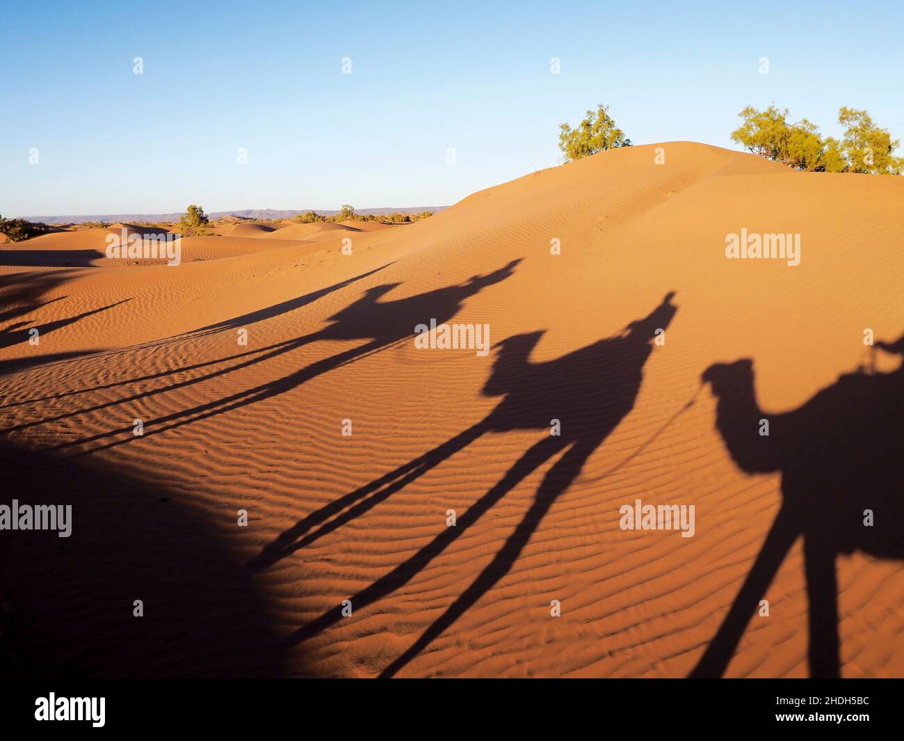 shadow, camel, caravan, shadows, camels, caravans, mobile home, motor ...