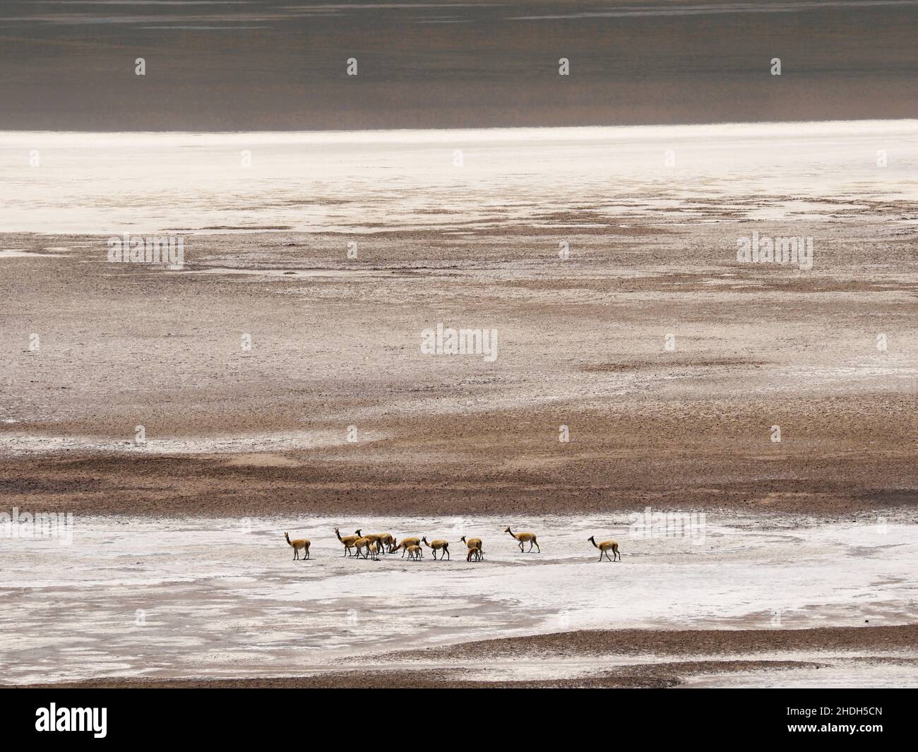 atacama desert, vikunja, atacama deserts, vikunjas Stock Photo - Alamy