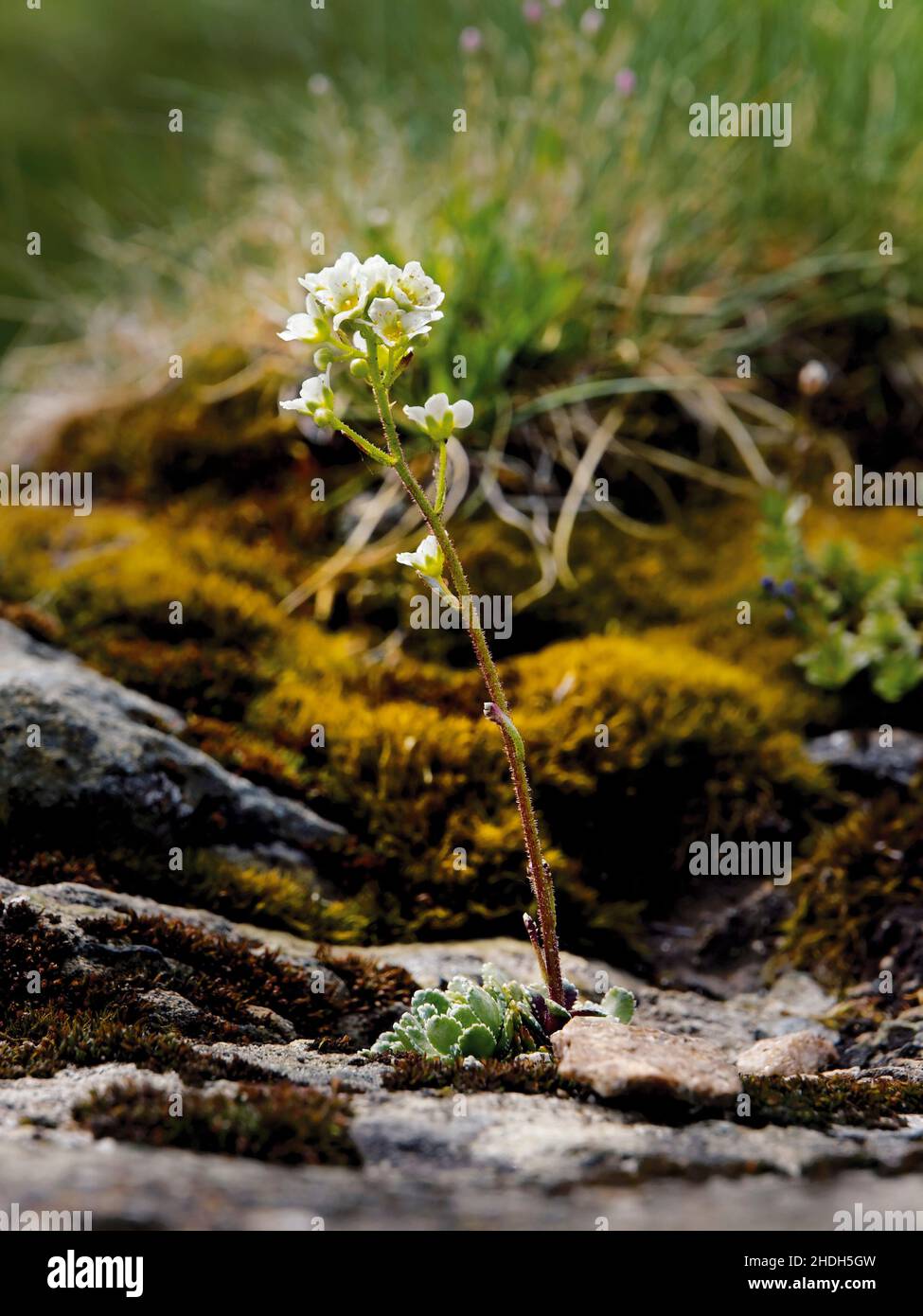 Saxifrages hi-res stock photography and images - Alamy