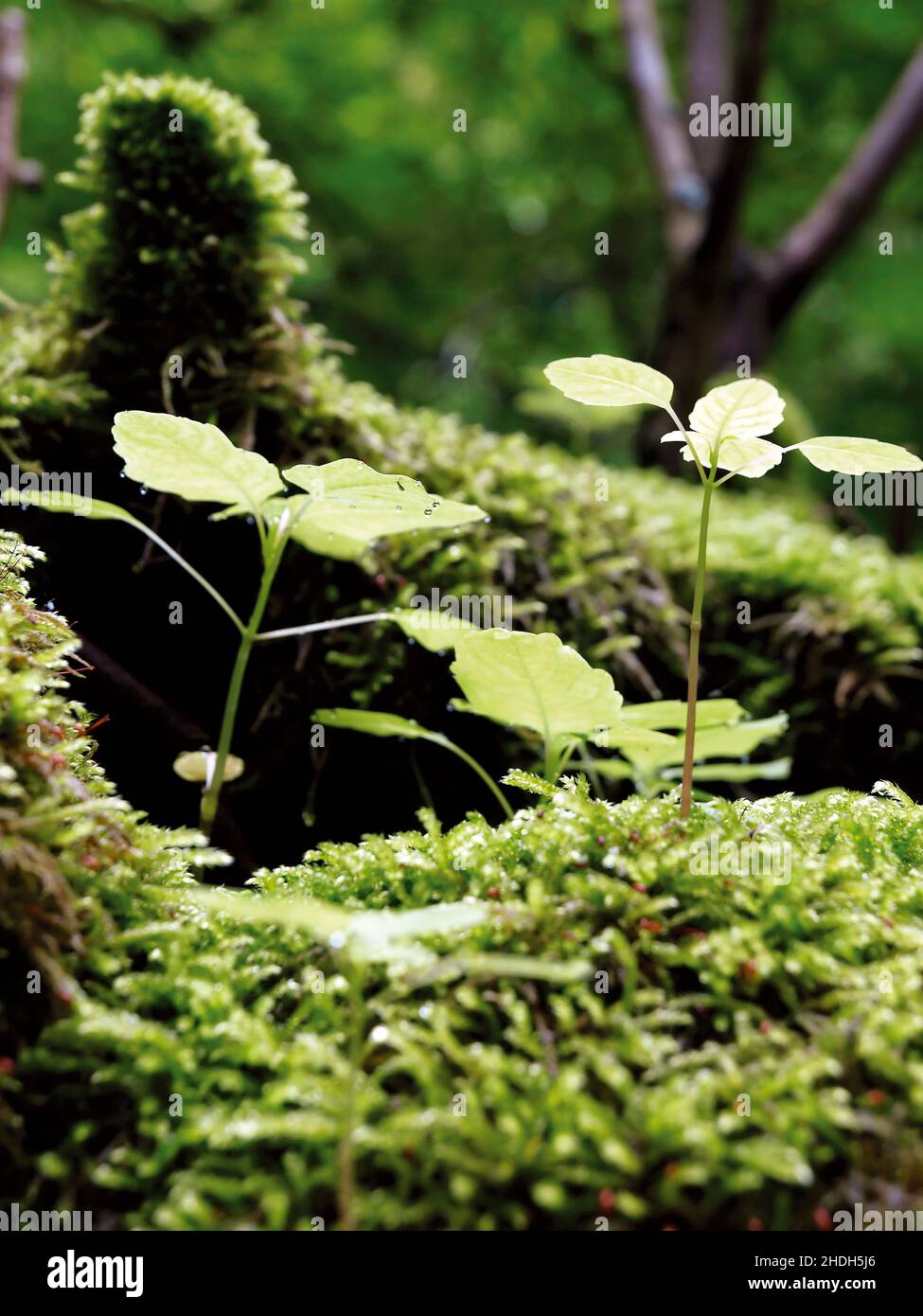 plant, growth, forest, plants, growths, rise, forests, wood, woodland ...