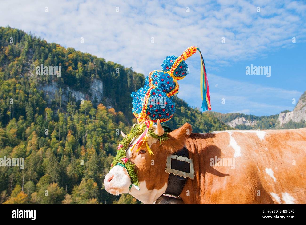 cow, alp, almabtrieb, cows, alps, almabtriebs Stock Photo - Alamy