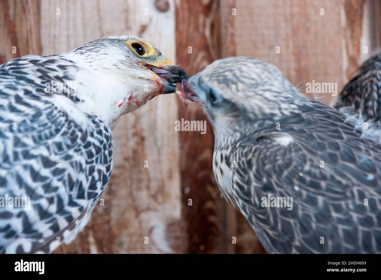 feeding, falcon, feed, feedings, falcons Stock Photo - Alamy