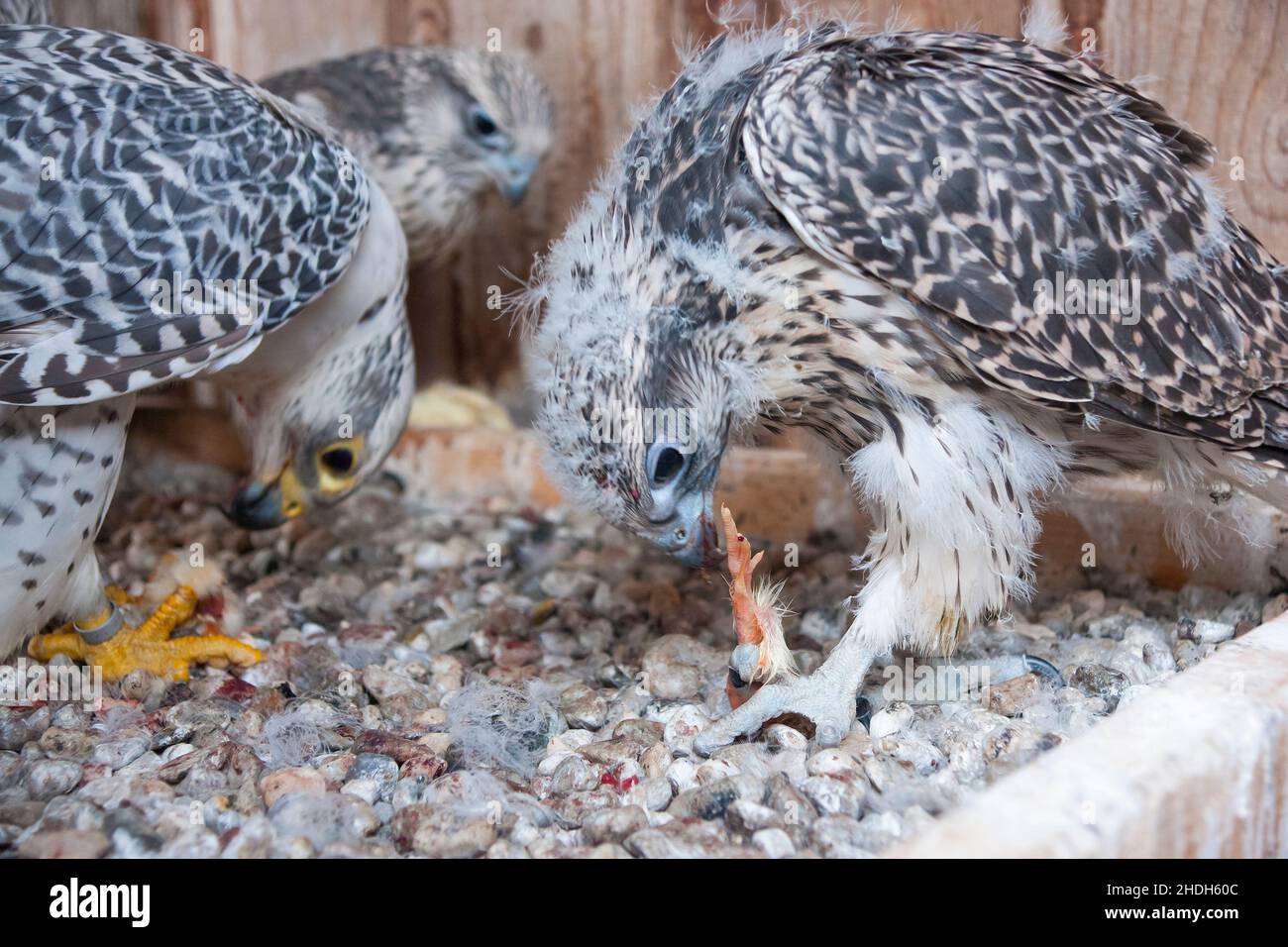 feeding, falcon, gyrfalcon, feed, feedings, falcons, gyrfalcons Stock Photo - Alamy