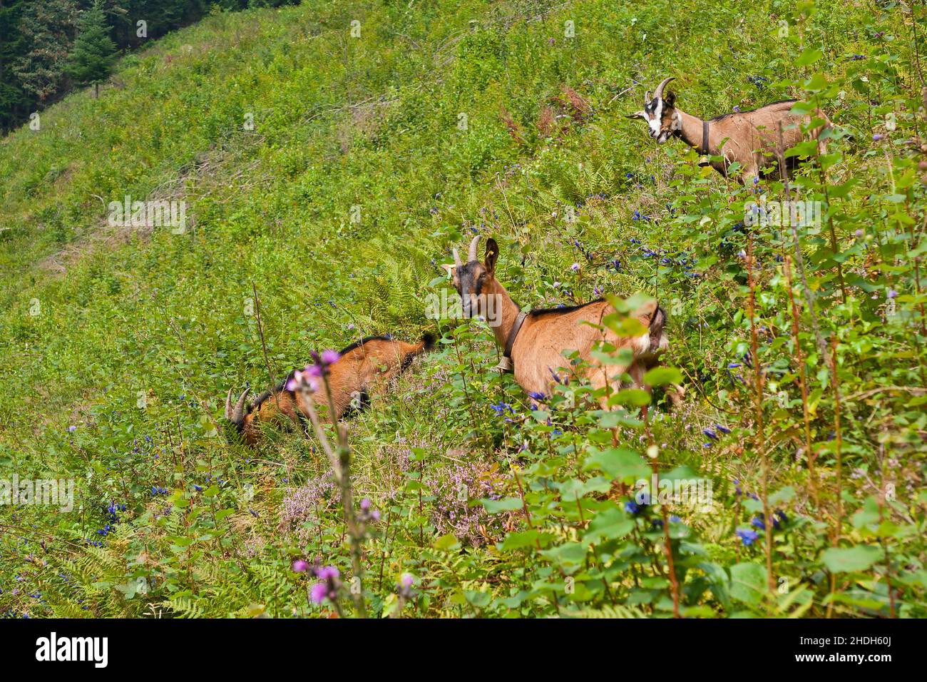 Goat ranges hi-res stock photography and images - Alamy