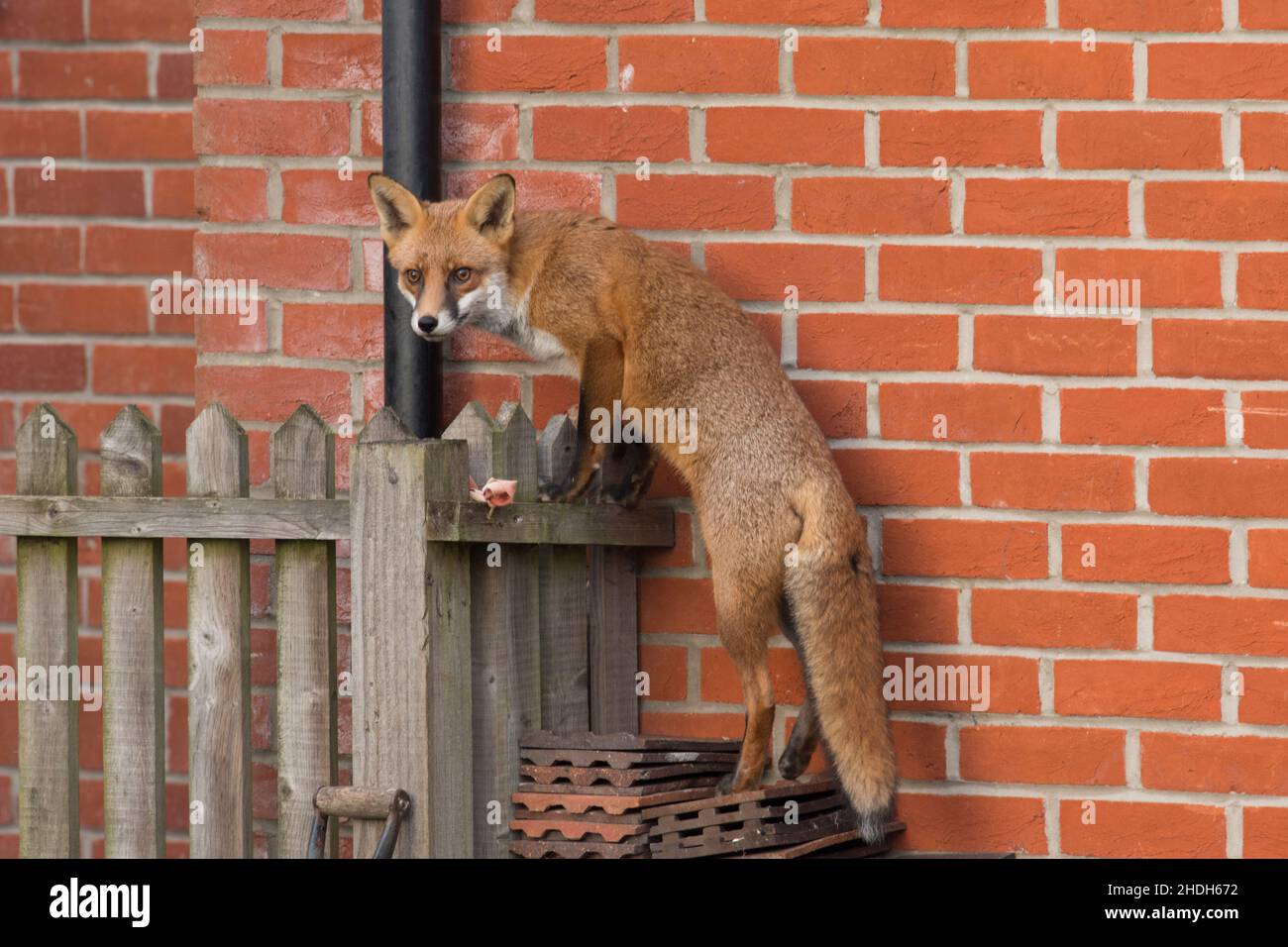 Red fox, Vulpes vulpes, climbing over a fence in urban back garden ...