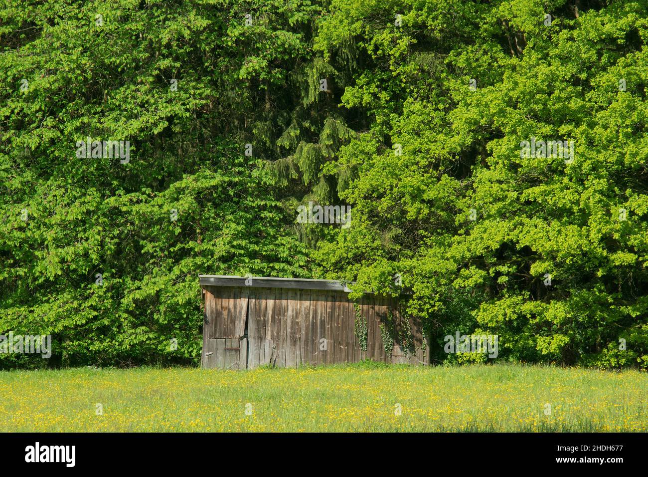 forest, cabin, forests, wood, woodland, woods, cabins Stock Photo - Alamy