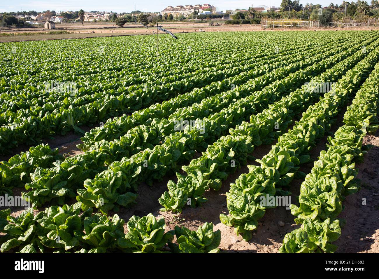 vast field of spinach plantation Stock Photo - Alamy