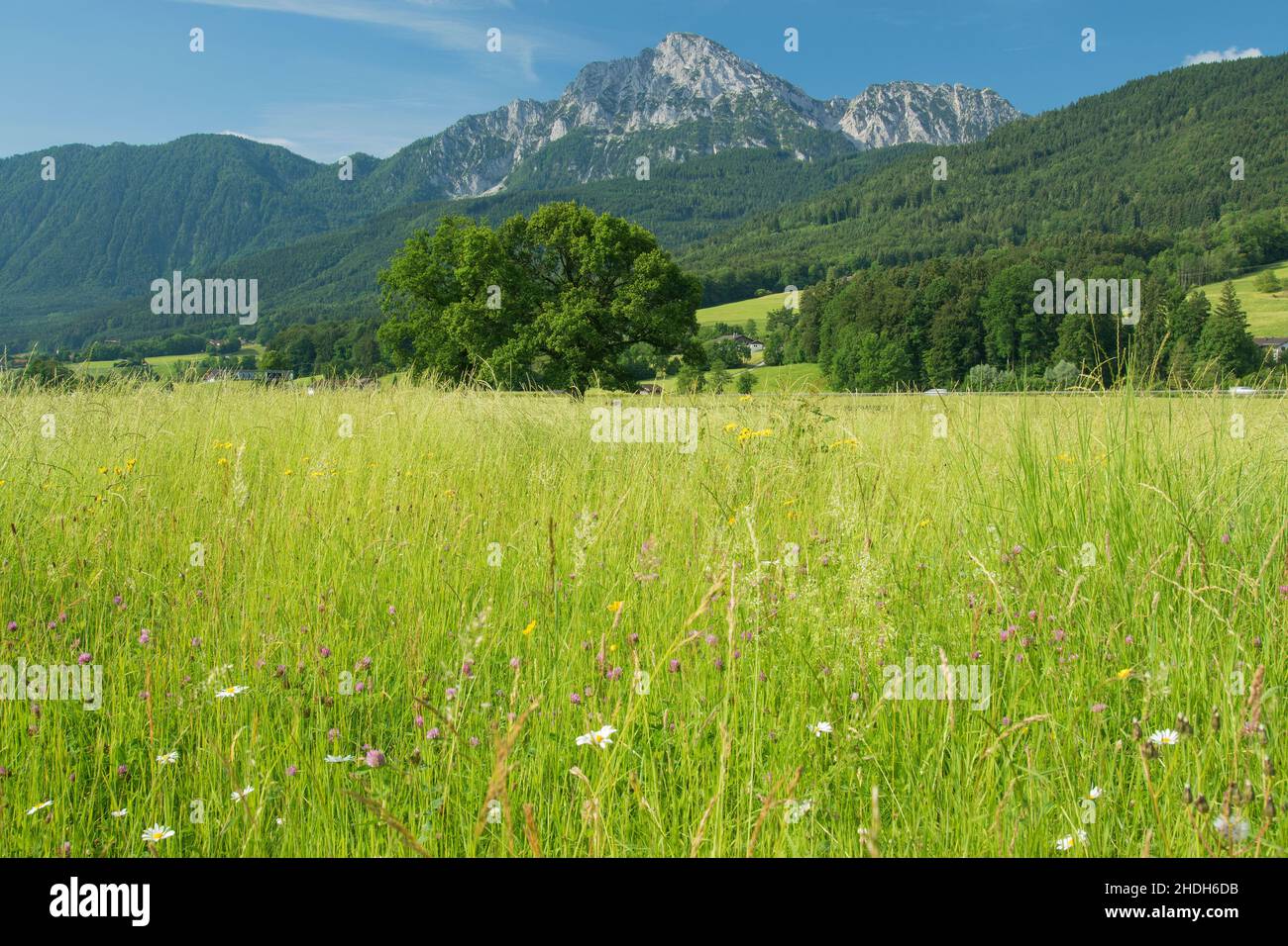 flower meadow, bavaria, flower meadows, bavarias Stock Photo - Alamy