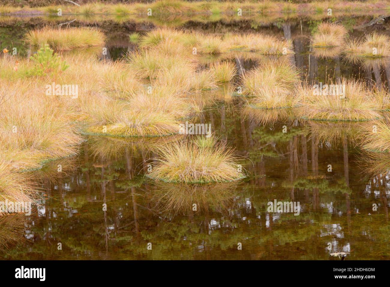 swamp, bog, schönramer moor, swamps, bogs Stock Photo - Alamy