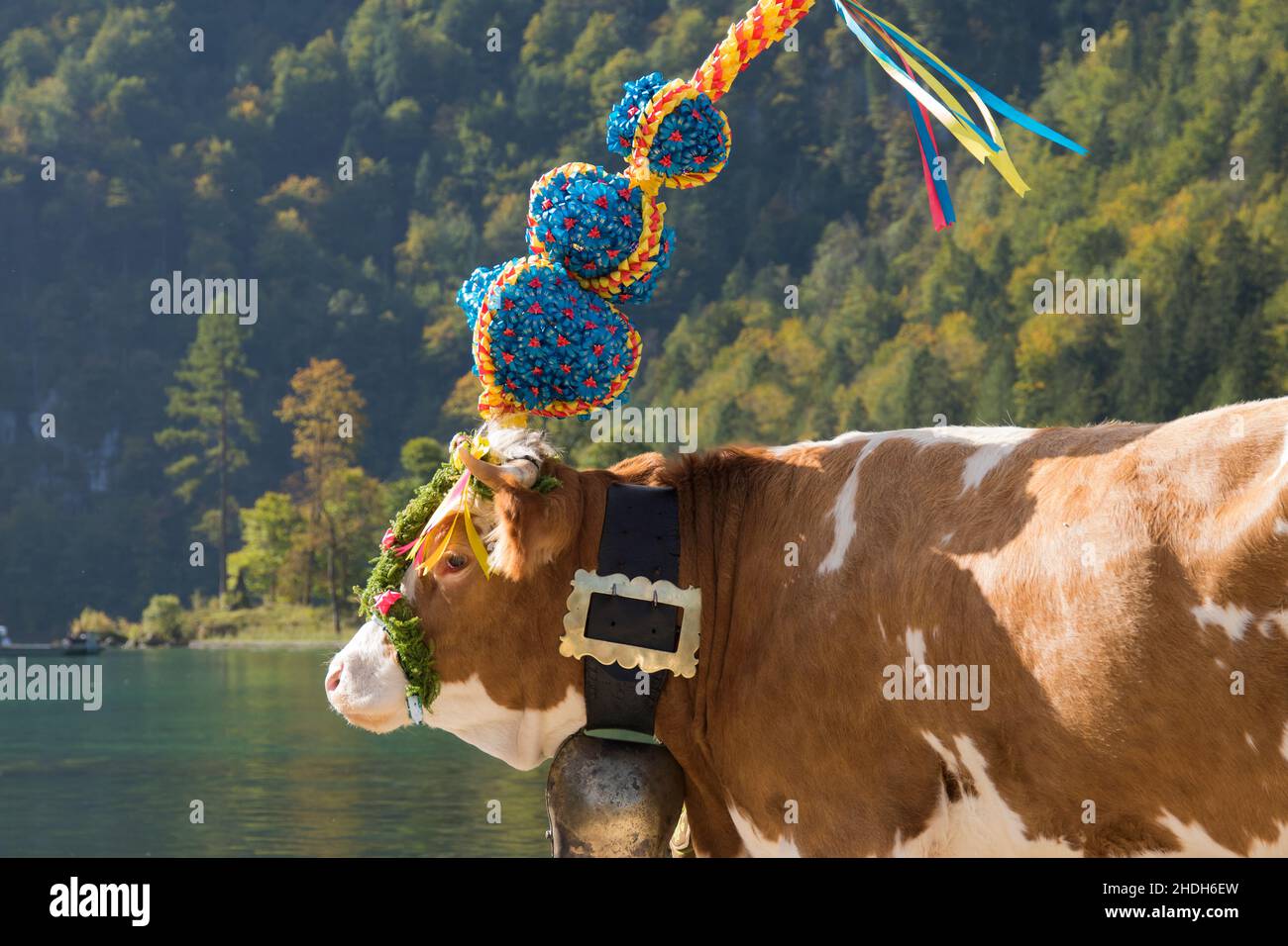cow, customs, almabtrieb, cows, custom, almabtriebs Stock Photo - Alamy