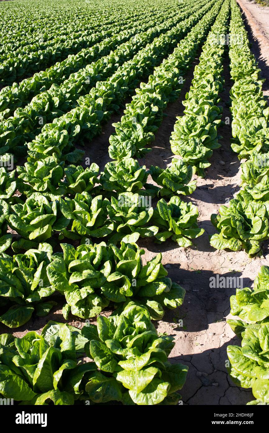 vast field of spinach plantation Stock Photo - Alamy