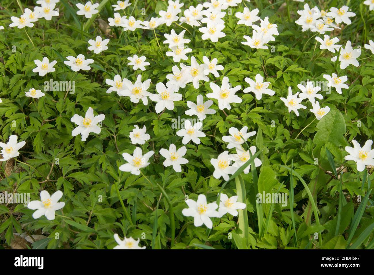 Landscape with windflowers hi-res stock photography and images - Alamy