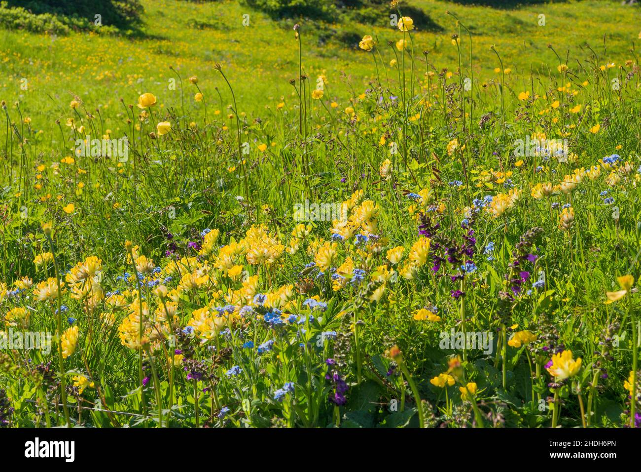 flower meadow, mountain meadow, flower meadows, mountain meadows Stock ...