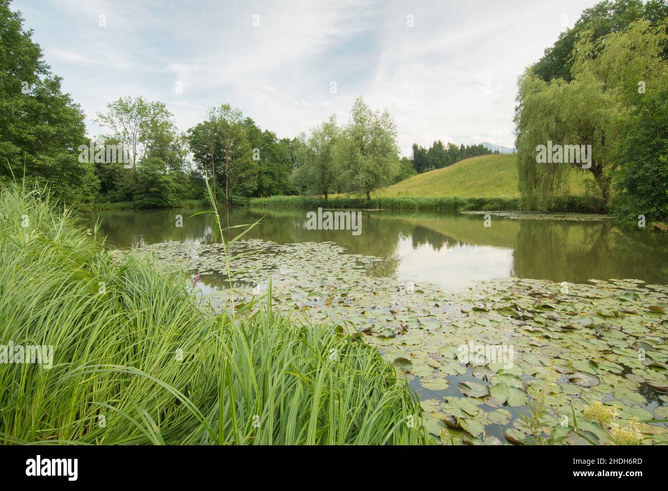 lake, pond, teisendorf, Eisweiher, lakes, ponds, teisendorfs Stock ...