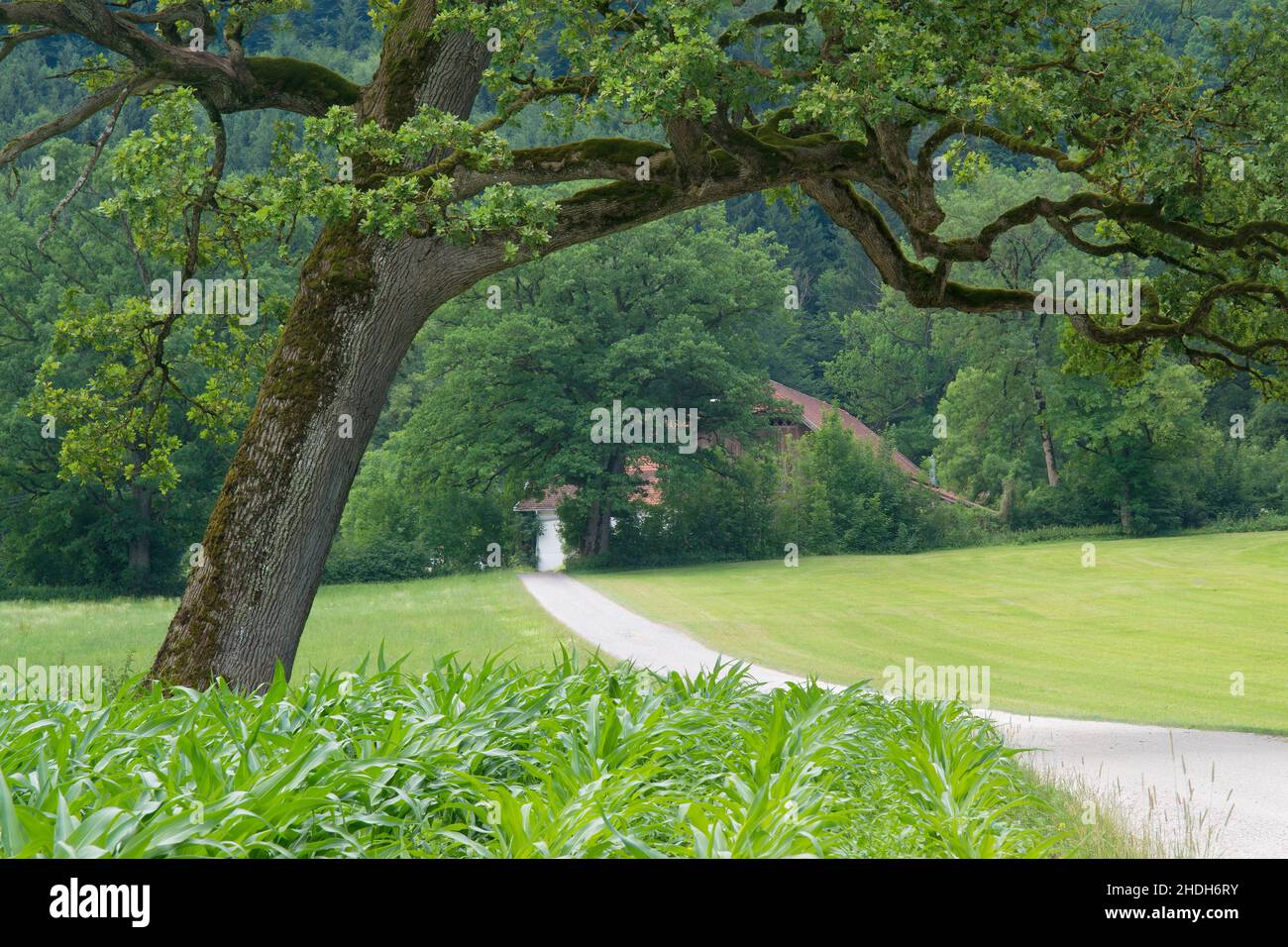 tree, footpath, oak tree, trees, footpaths, oak trees Stock Photo - Alamy