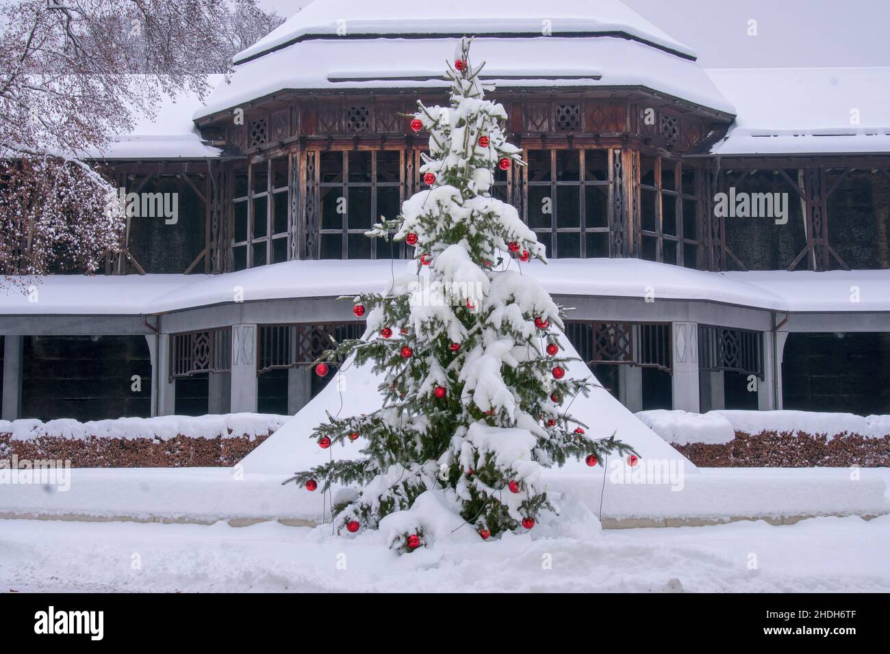 christmas tree, bad reichenhall, graduation tower, christmas trees, bad ...