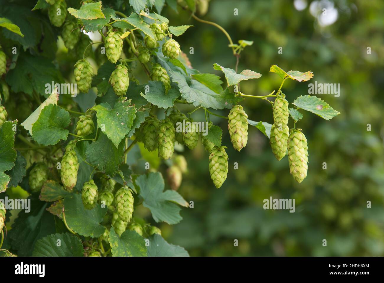Hop into nature hi-res stock photography and images - Alamy