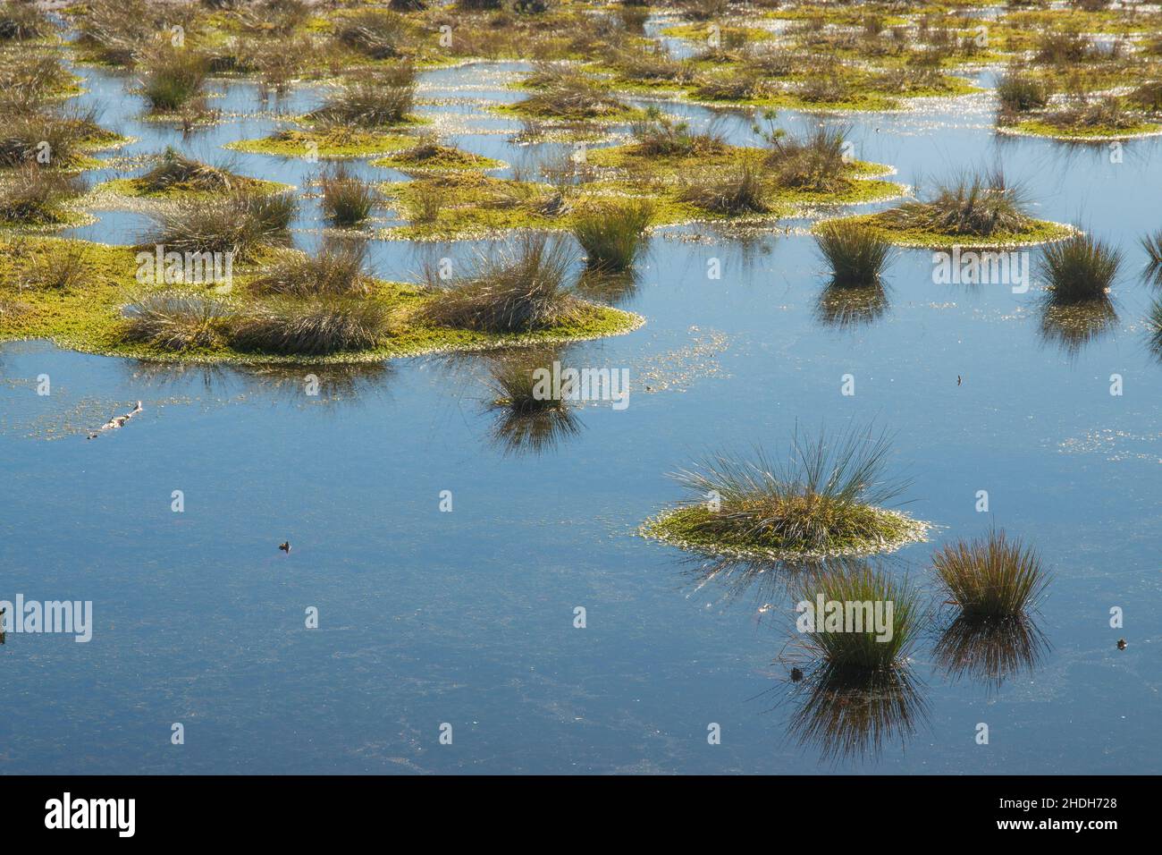 swamp, rush, schönramer moor, swamps, rushs Stock Photo - Alamy