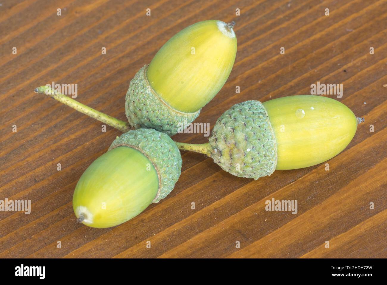 Acorn oak tree fruit hi-res stock photography and images - Alamy