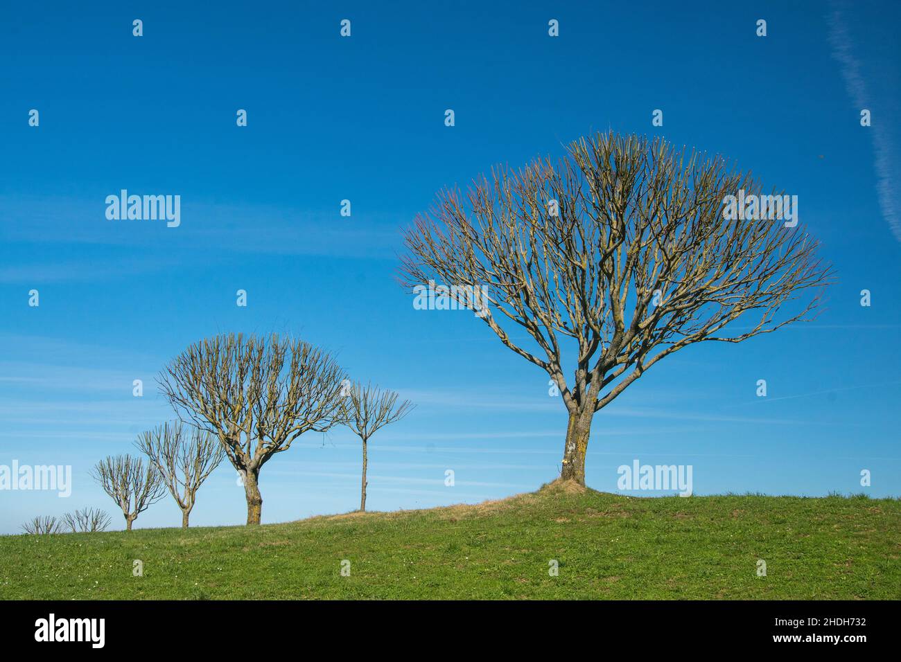 Landscape meadow trees line hi-res stock photography and images - Alamy