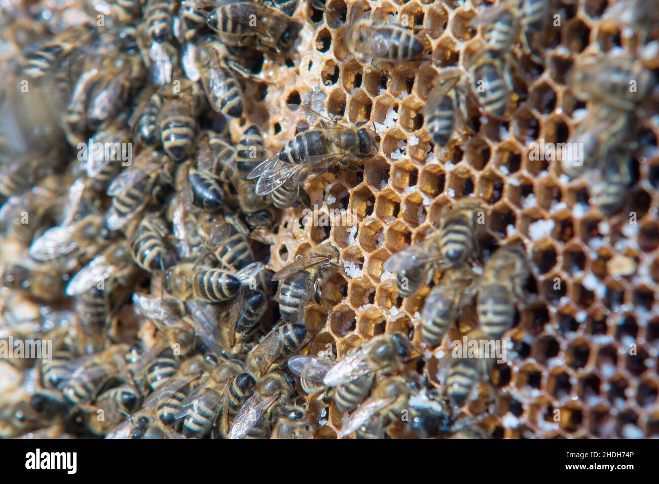 beehive, honey bee, honeycomb, beehives, honey bees, honeycombs Stock ...