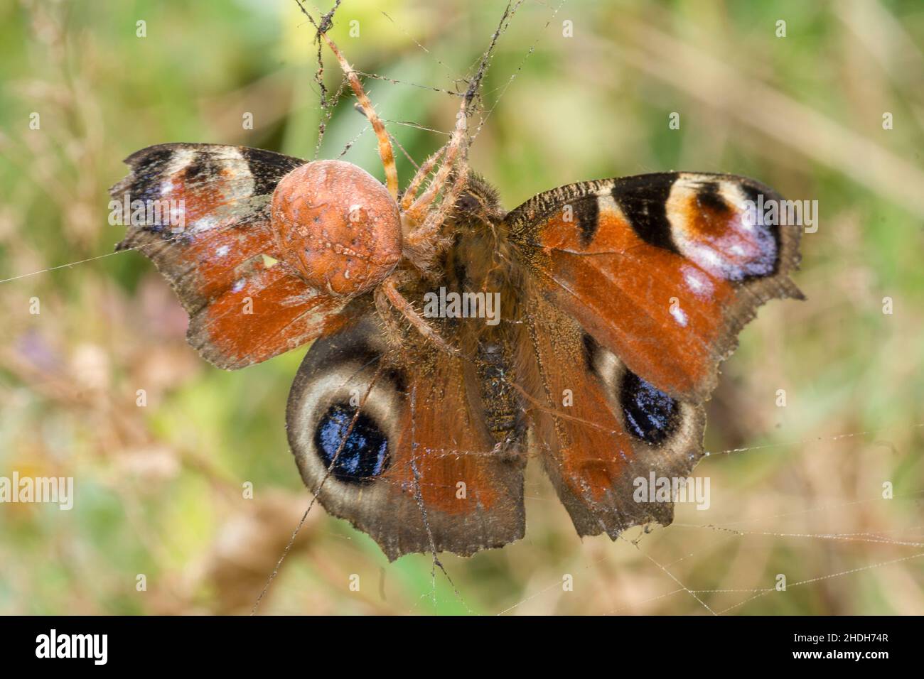 Two spider webs hi-res stock photography and images - Alamy