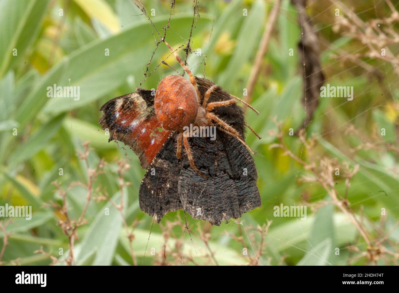 spider, prey, spiders Stock Photo - Alamy