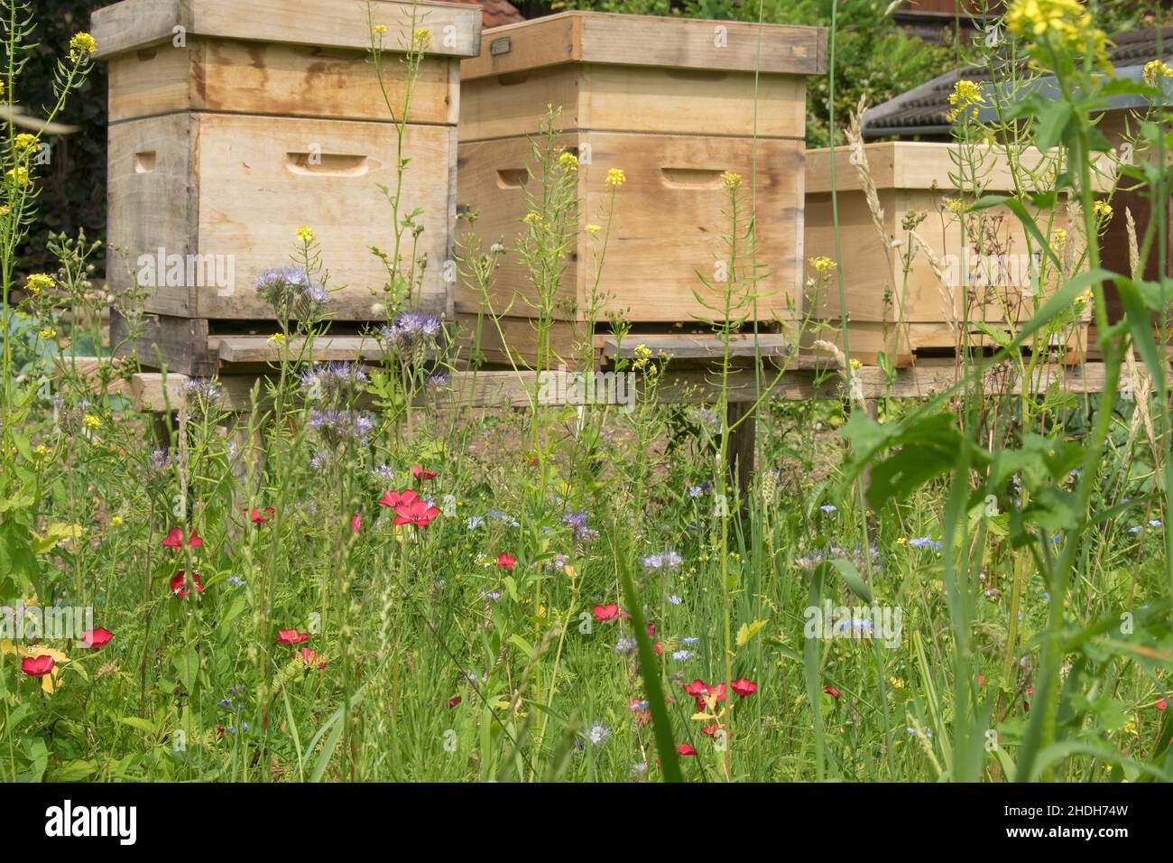 beekeeping, bee box, bee colonies, apiculture, apiary, bee boxs Stock ...