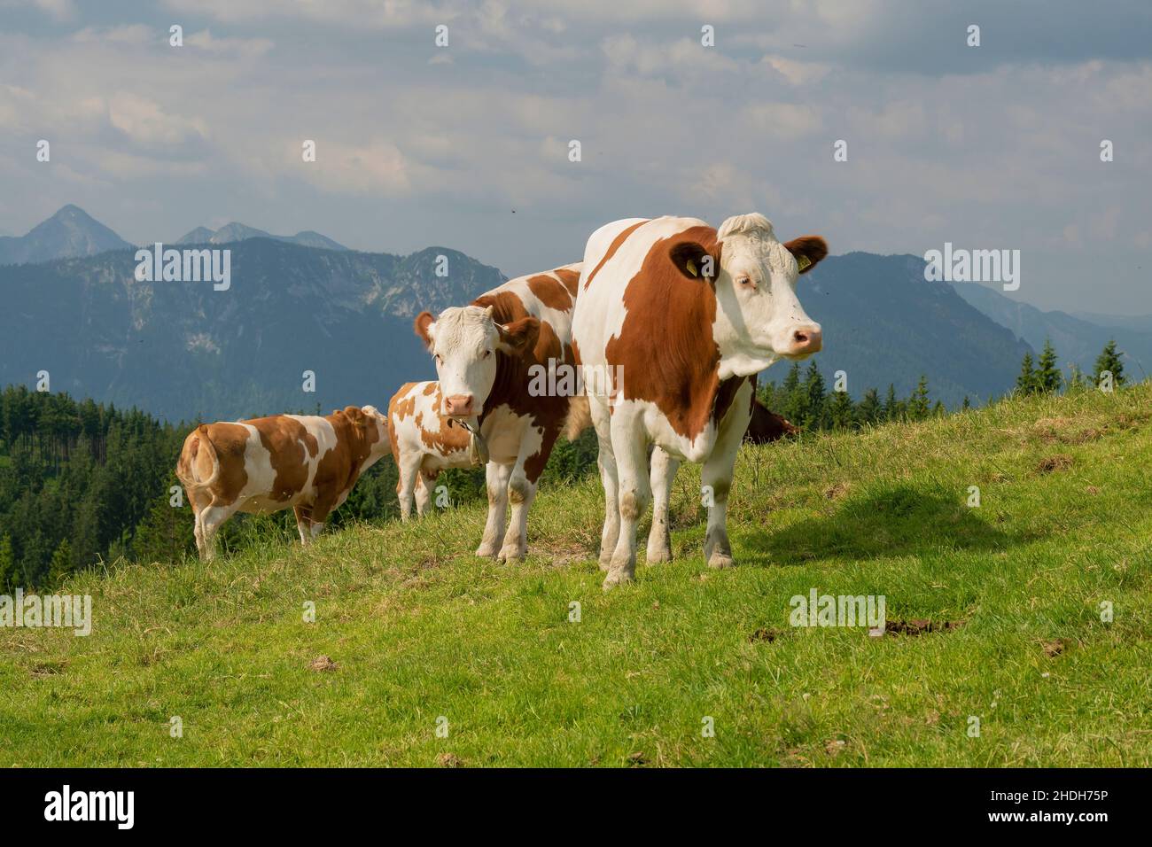dairy cattle, pastures, dairy cattles, pasture Stock Photo - Alamy