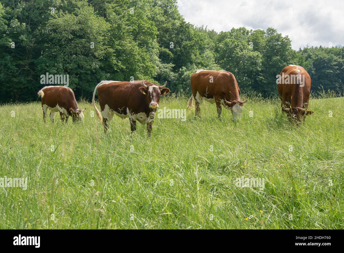 4 cows hi-res stock photography and images - Alamy