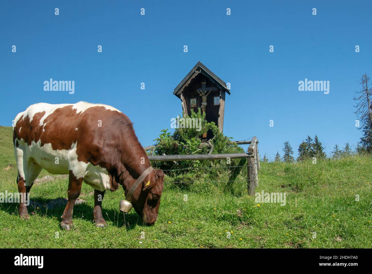 cow, cross, cows, crosses Stock Photo - Alamy
