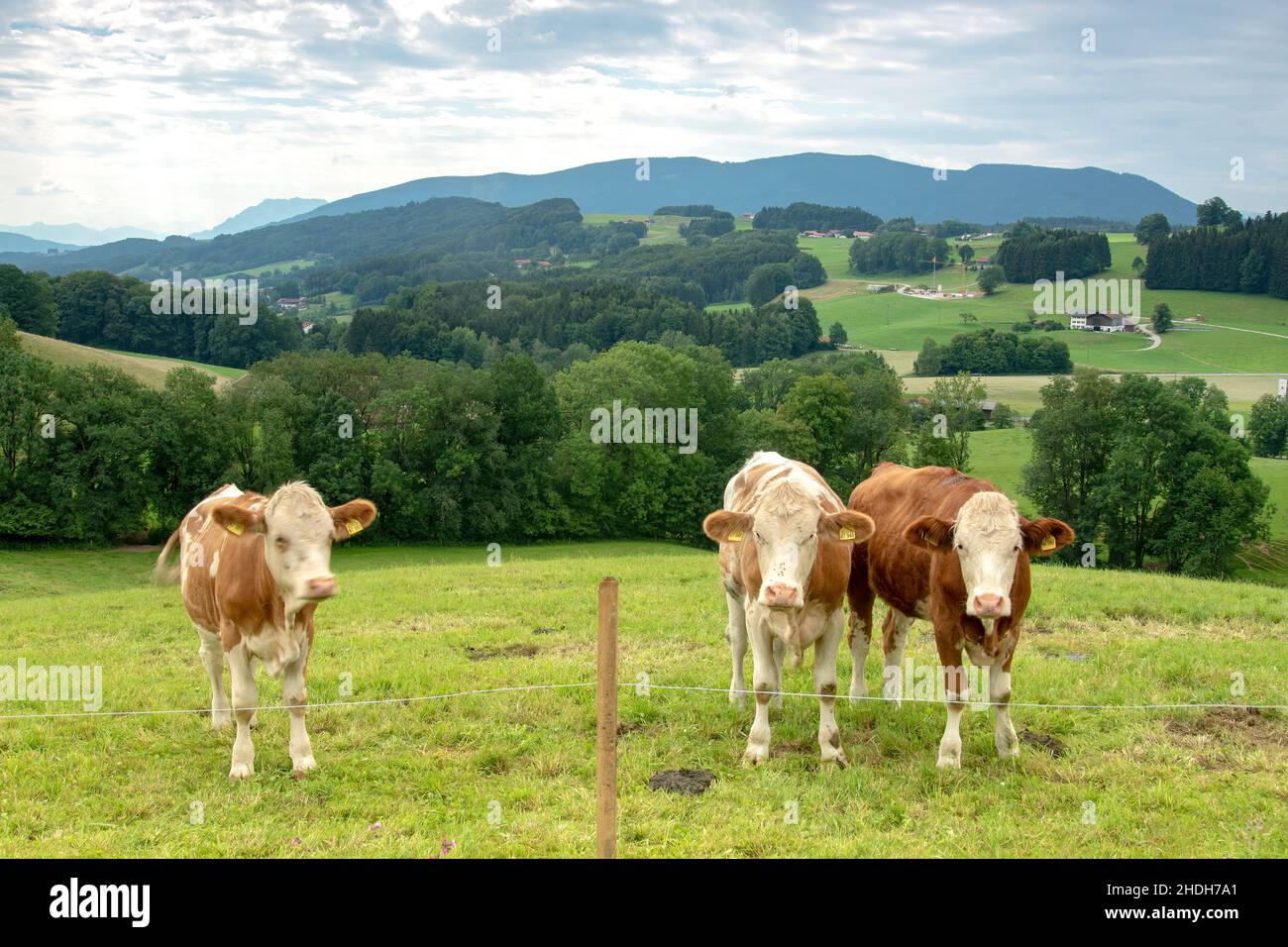 cows, dairy, upper bavaria, cow, dairies, dairy farm, upper bavarias ...
