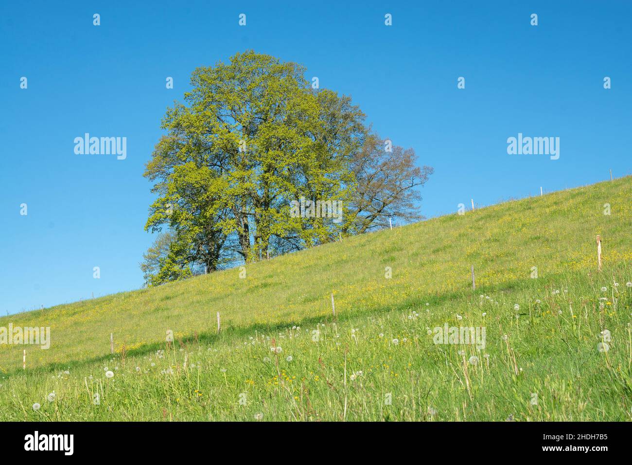 pasture, oak tree, pastures, oak trees Stock Photo - Alamy