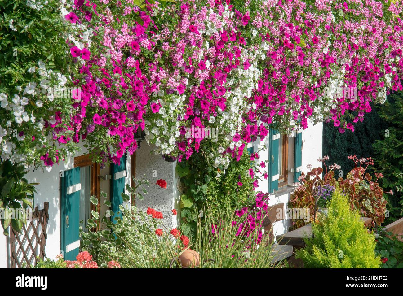 bavaria, flower arrangement, balcony flowers, bavarias, flower ...