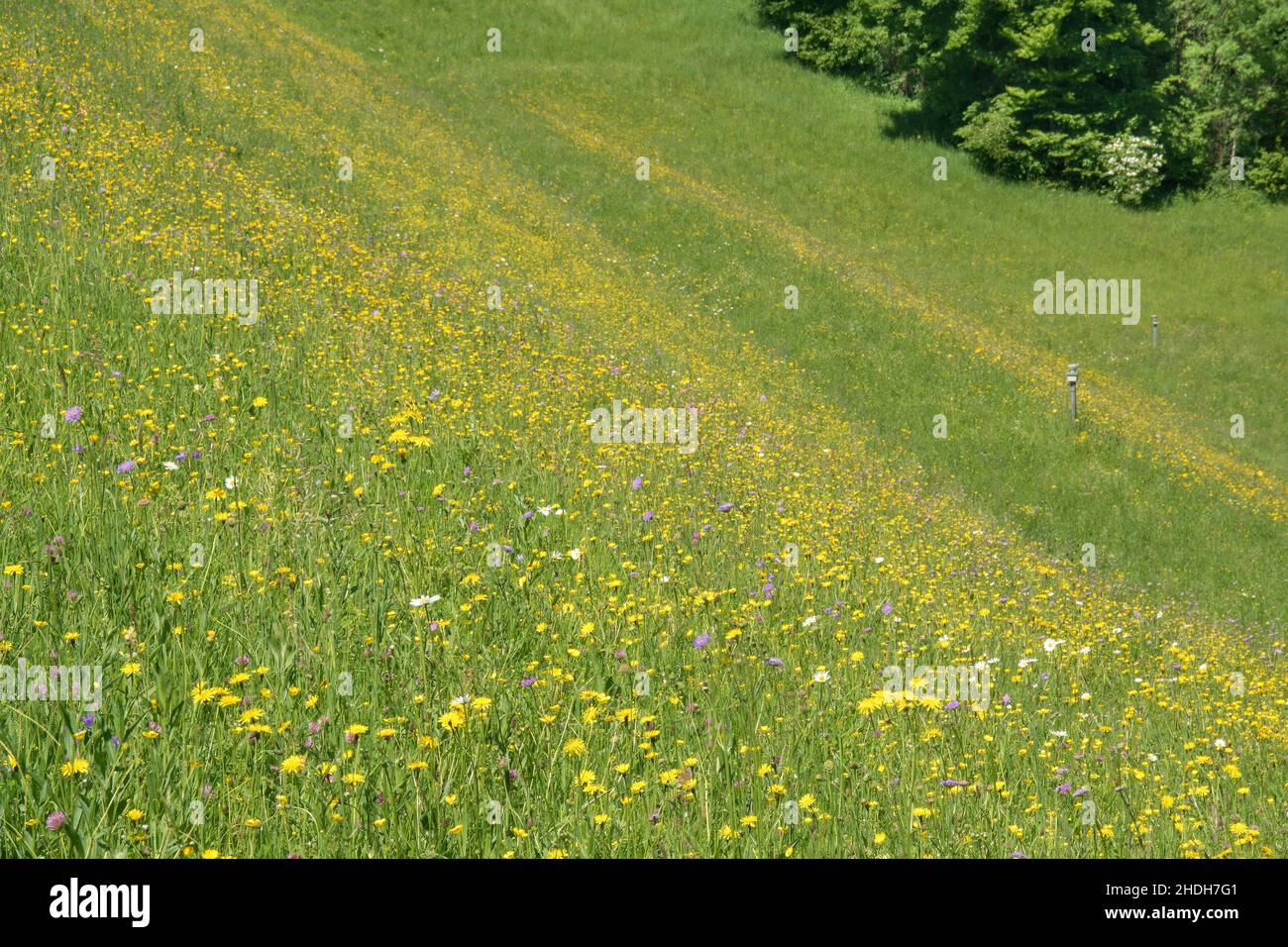 Meadow slopes hi-res stock photography and images - Alamy