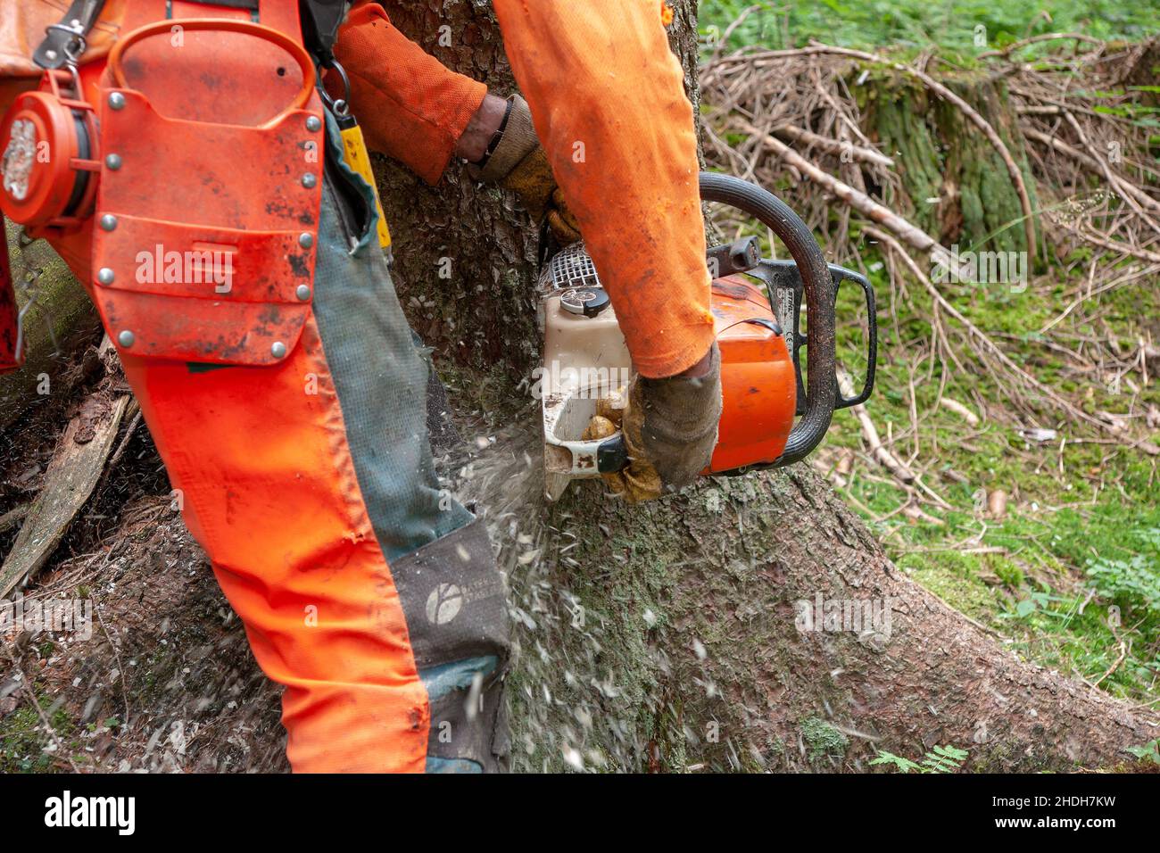 deforestation, chainsaw, forestry workers, deforestations, chainsaws ...