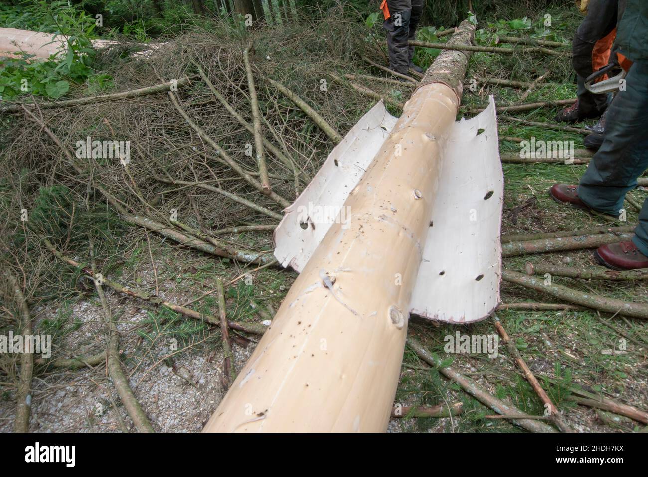forestry work, deforestation, peeling bark, forestry works ...